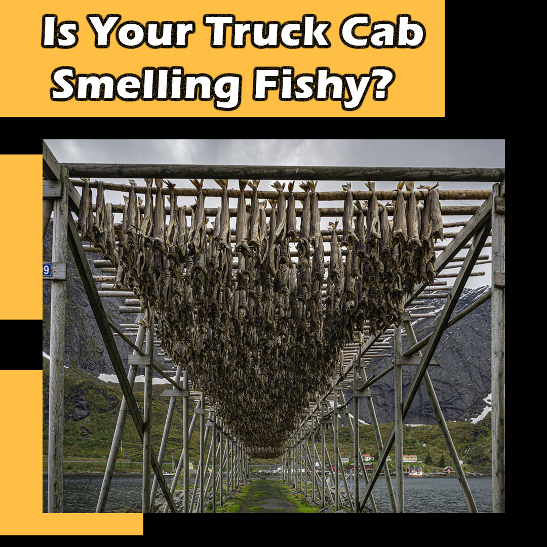 Smelling-Fishy-1-2 - Mitchell1